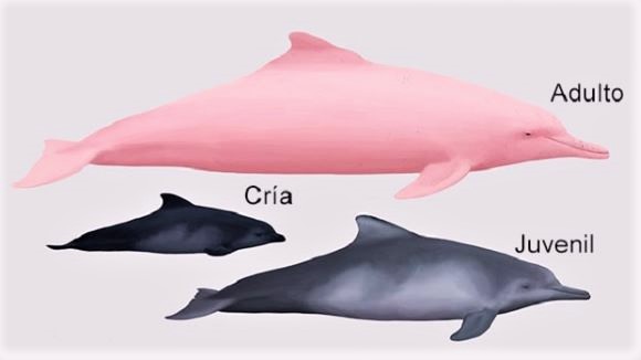 delfin rosado ~ Amor a la naturaleza