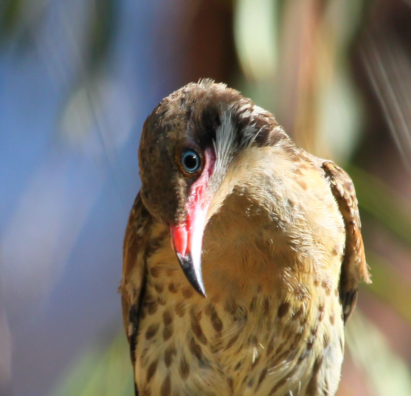 Richard Waring's Birds of Australia: Spiny-cheeked Honeyeater