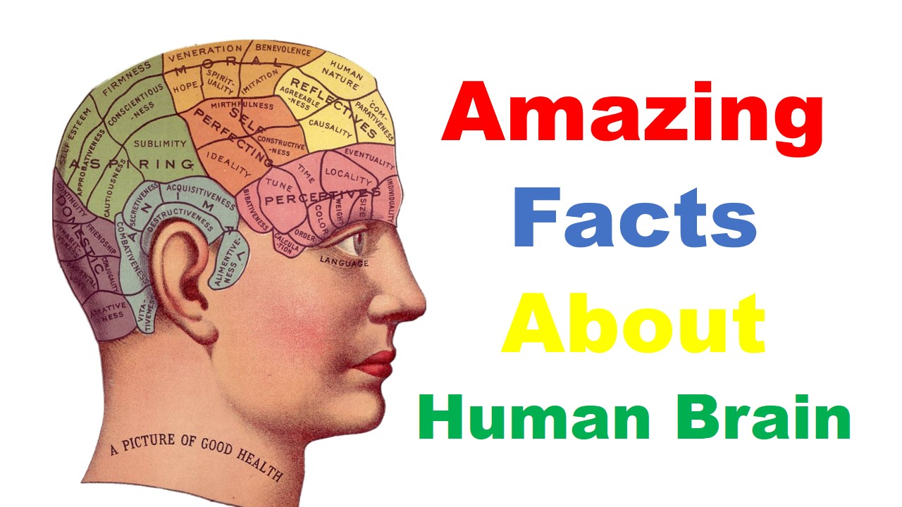 Amazing Facts about Human Brain