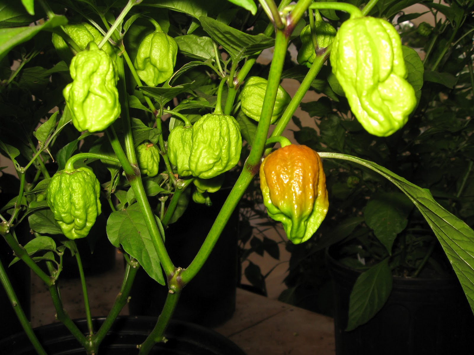 Extreme Hot Peppers