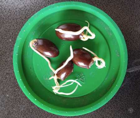 How To Grow Lychee From Seed: Lychee Tree Care