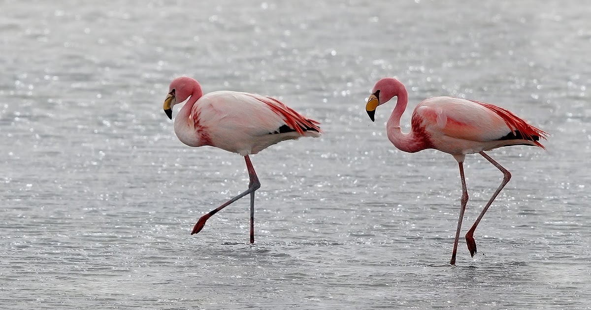 mis fotos de aves: Phoenicoparrus jamesi Parina Chica Puna Flamingo