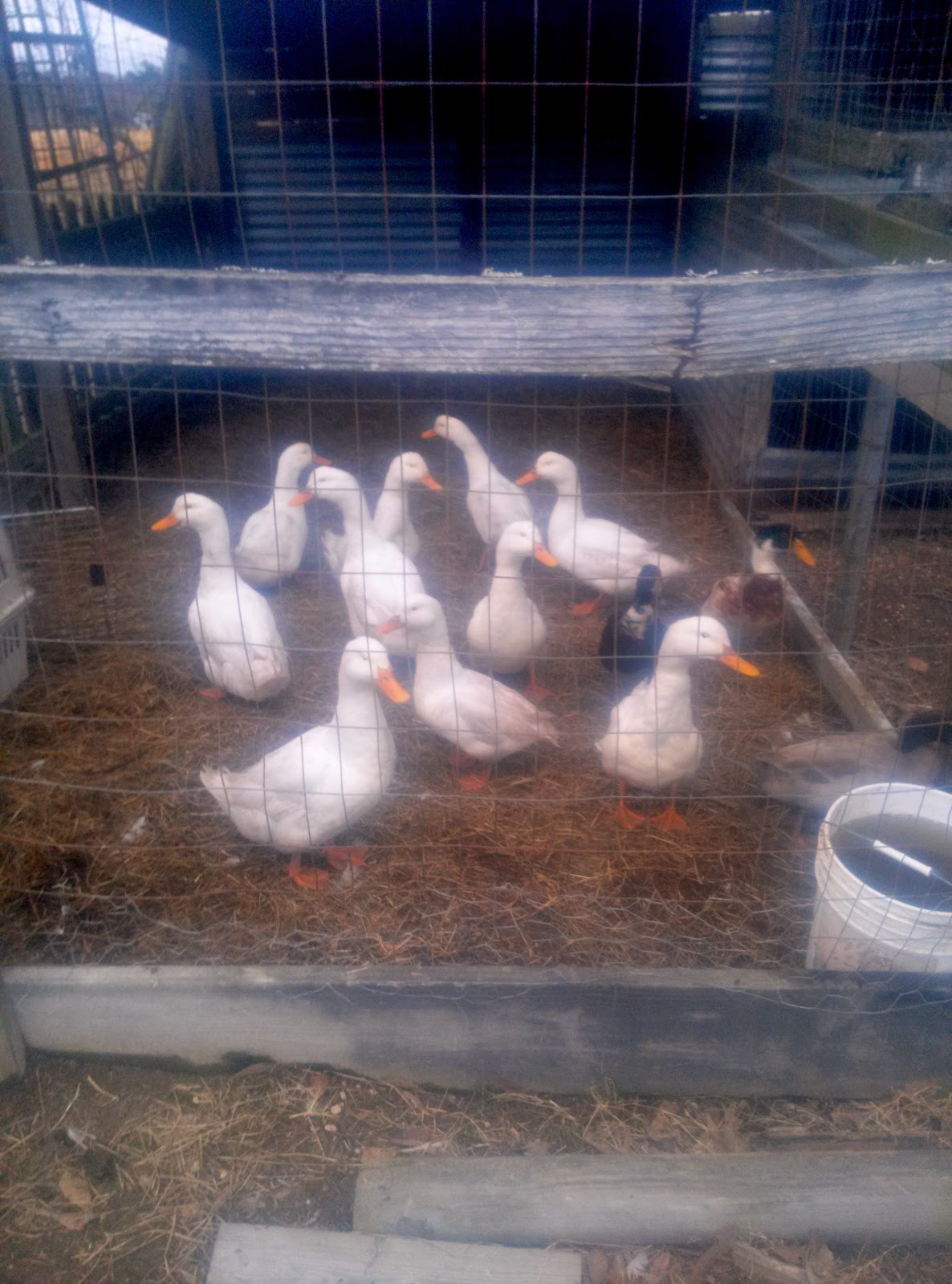 HighTail Farms: Outside duck processing