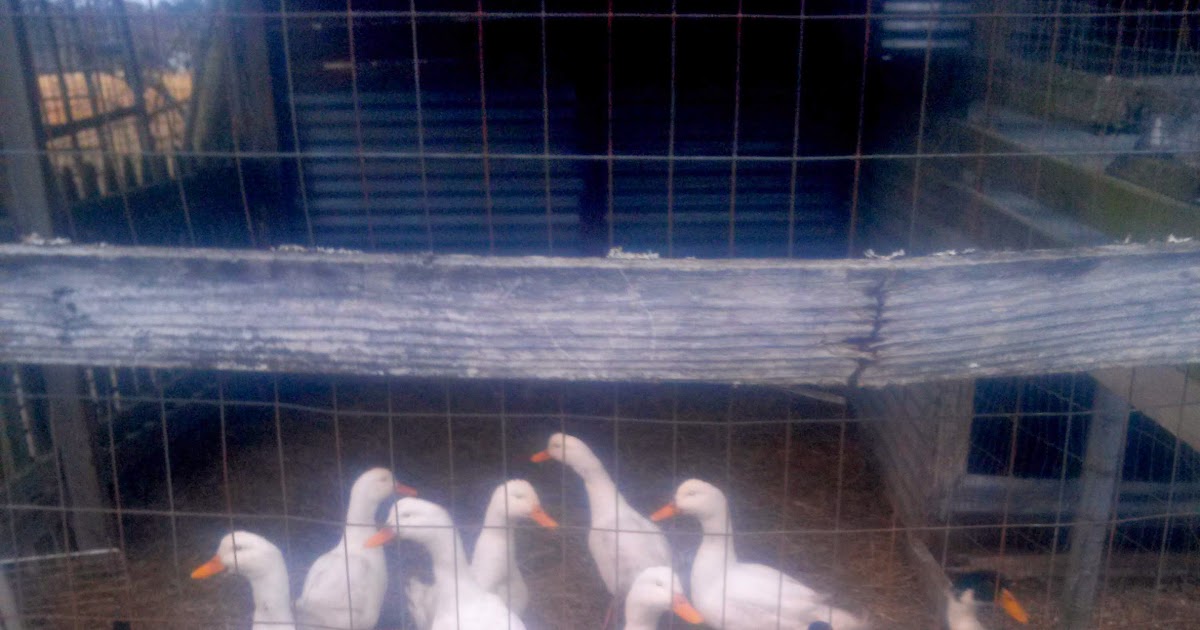 HighTail Farms: Outside duck processing