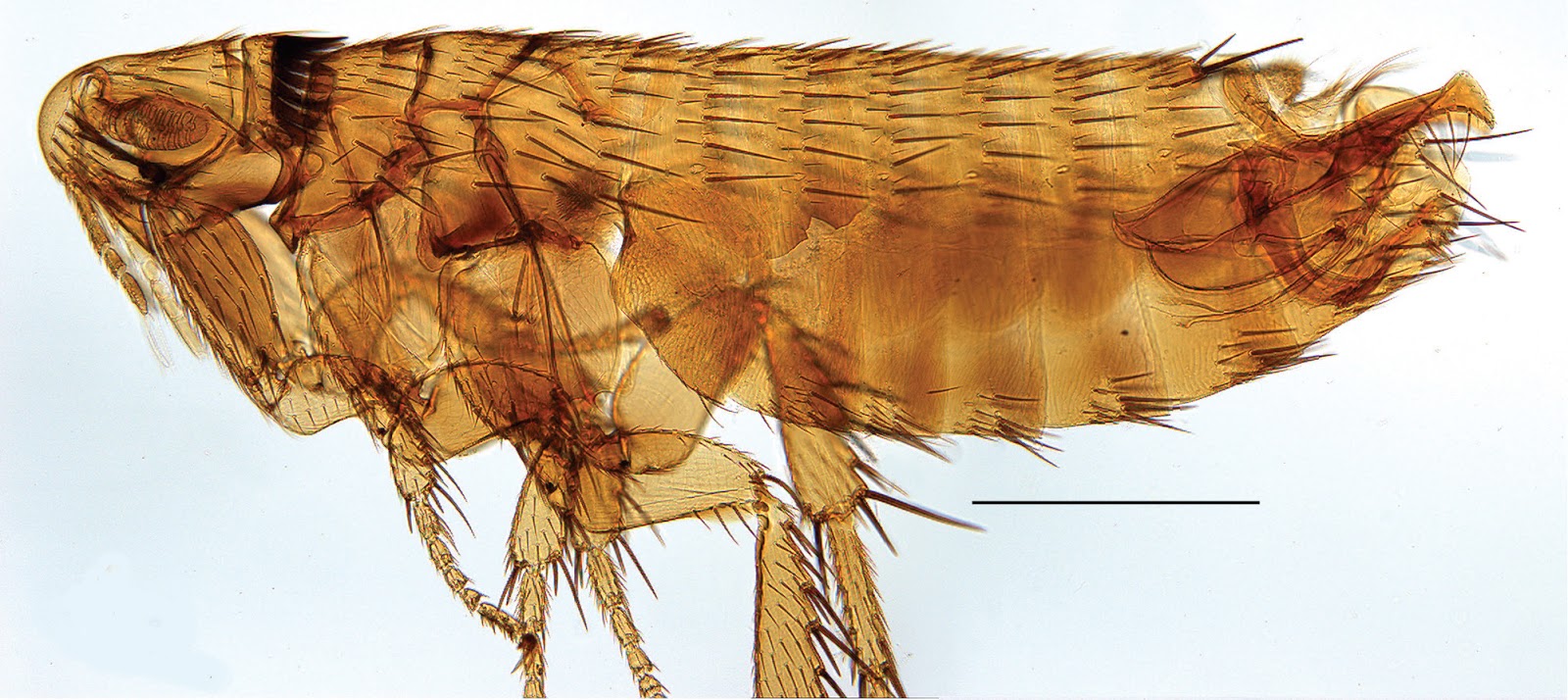 Sciency Thoughts: A new species of Flea from the Philippines.