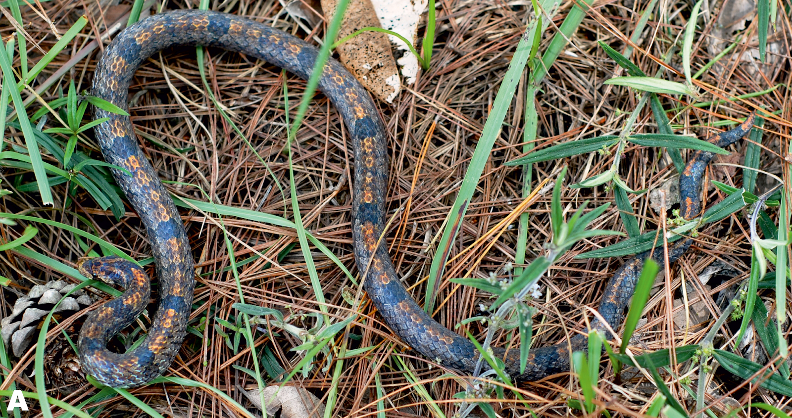 Species New to Science: [Herpetology • 2020] Oligodon rostralis • A New ...