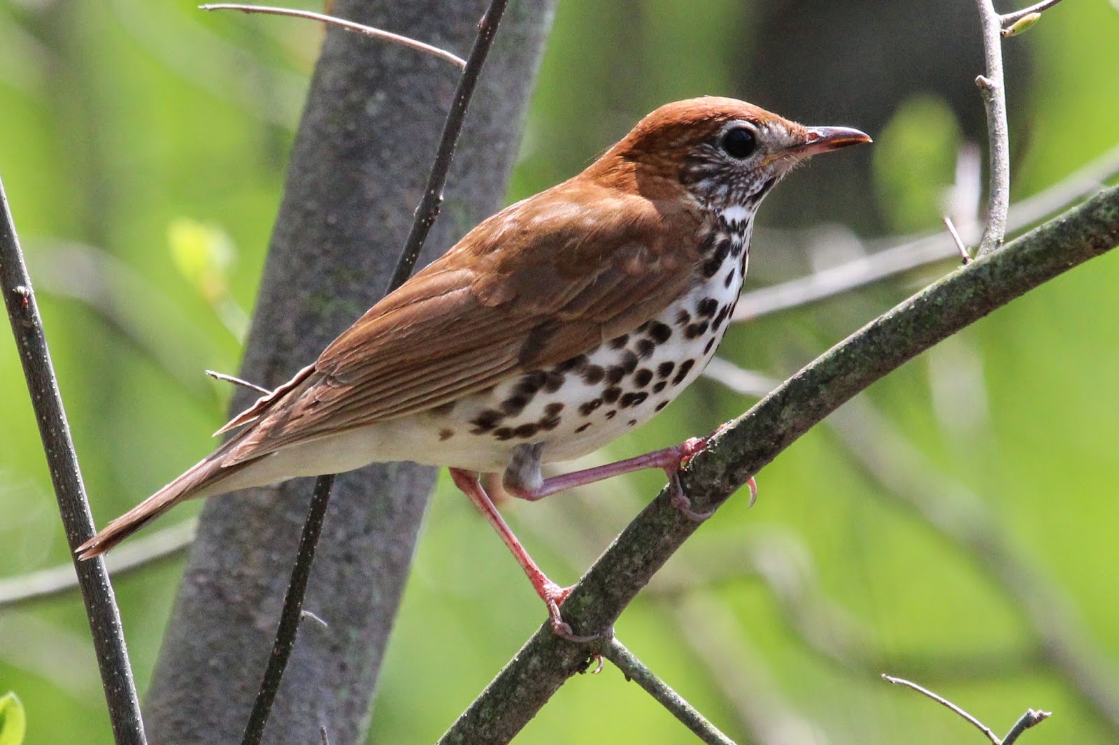 Wood Thrush