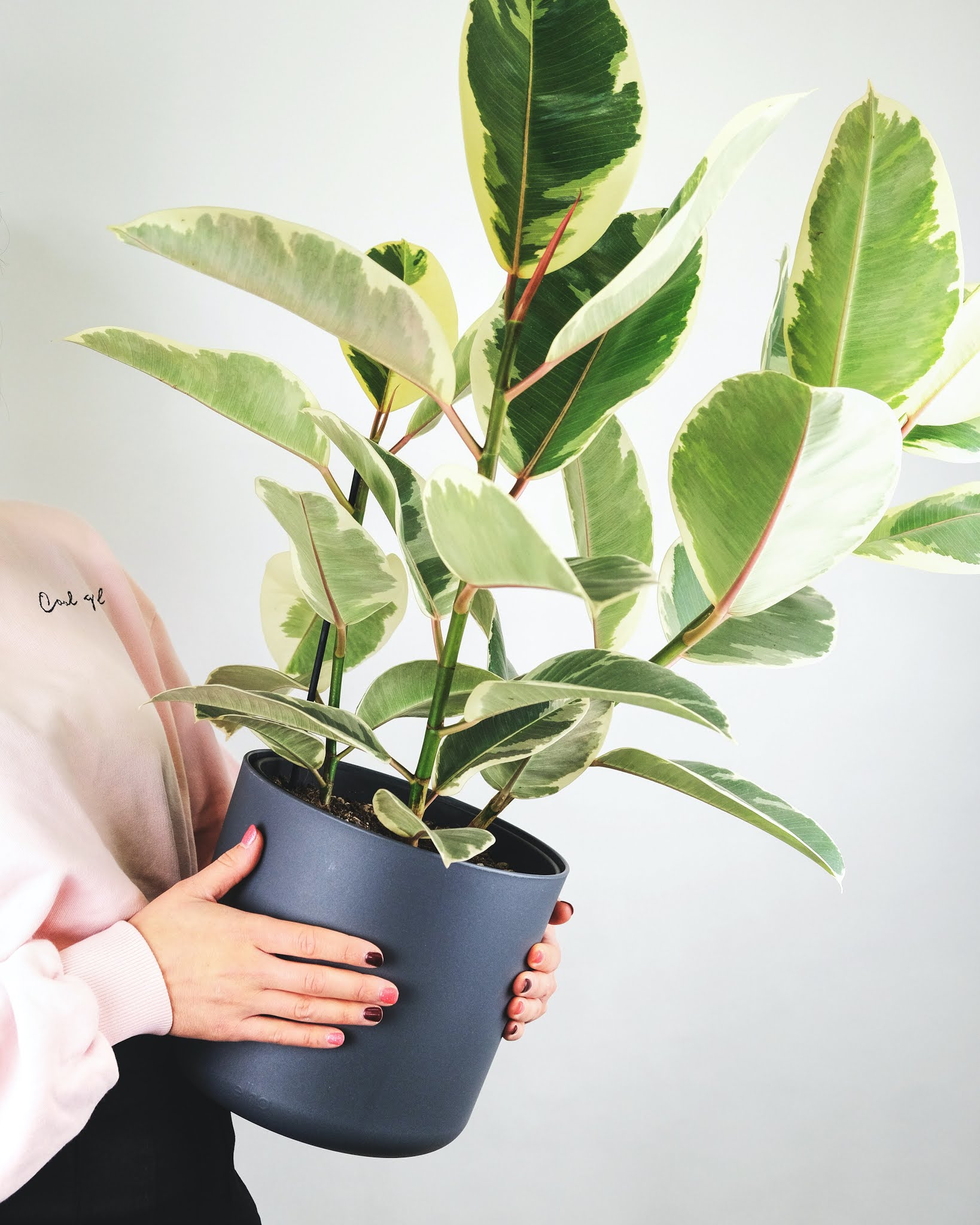 Mengenal Beringin Putih (Ficus Benjamina)