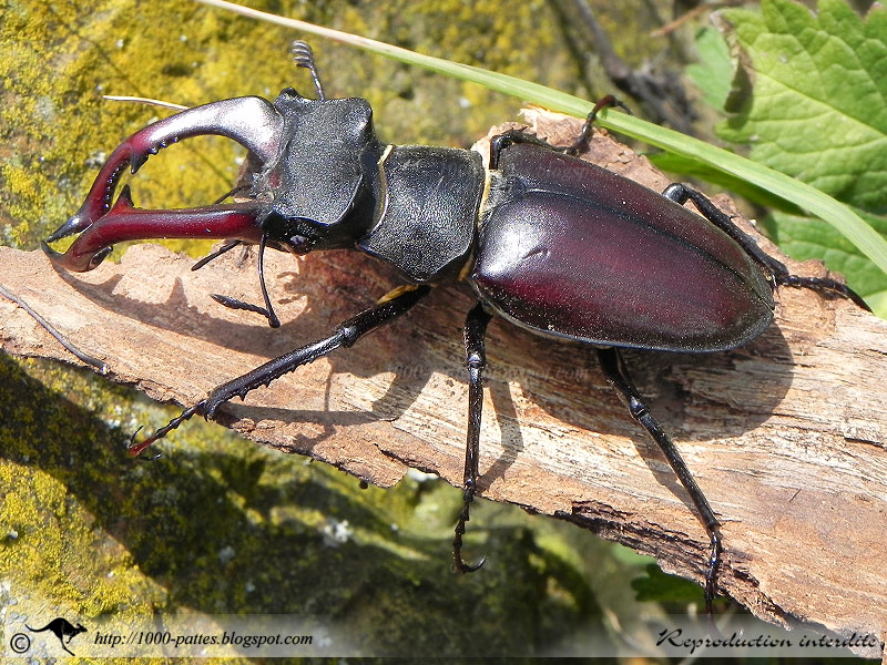 WILDLIFE GATEWAY: Envol d'un lucane