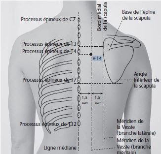 Blog Le Souffle du Menhir: V14 Jue Yin Shu / Jué Yīn Shù 厥陰俞 Point d ...