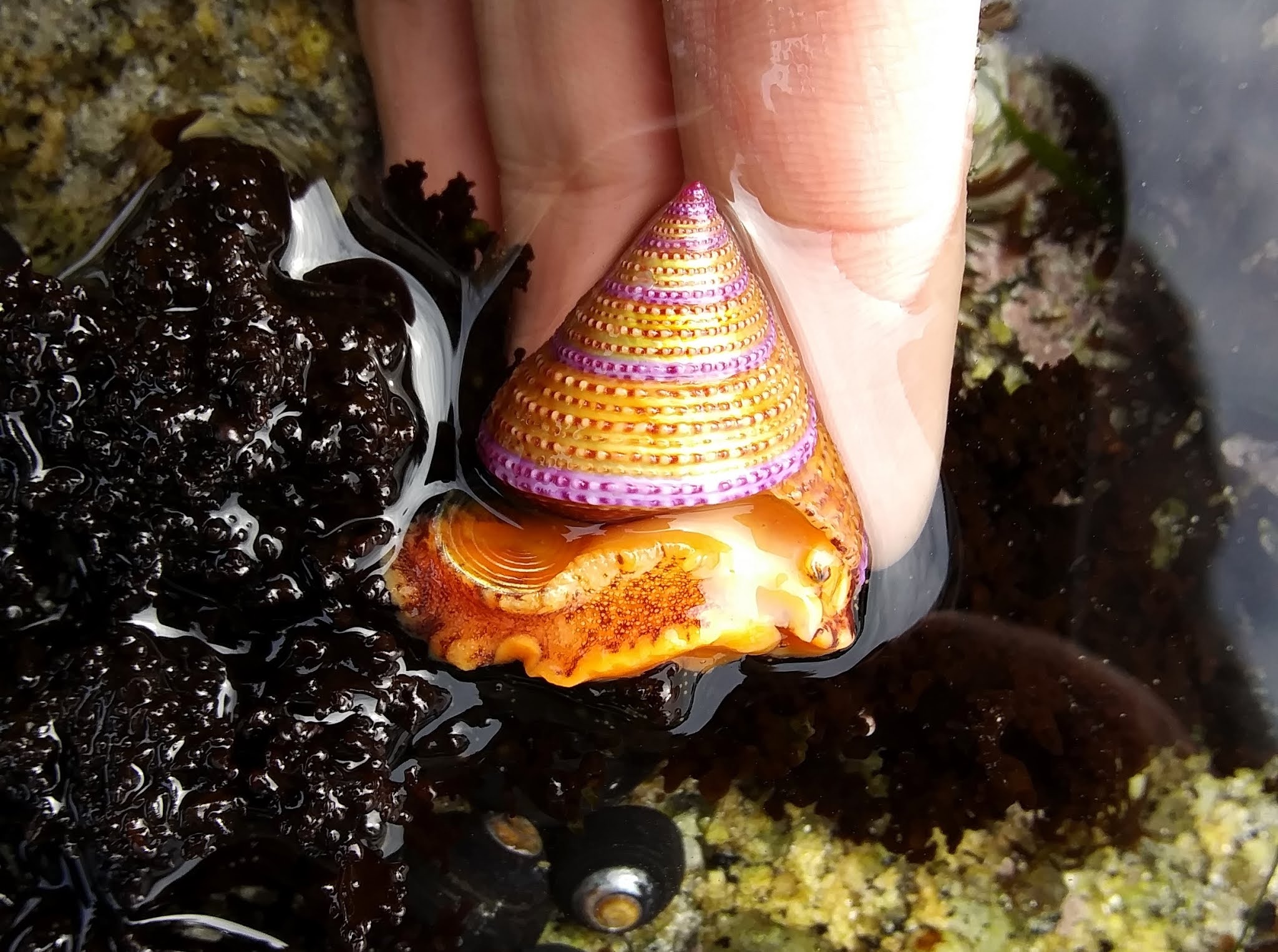 Tidepool Treasures: Jeweled Top Snail