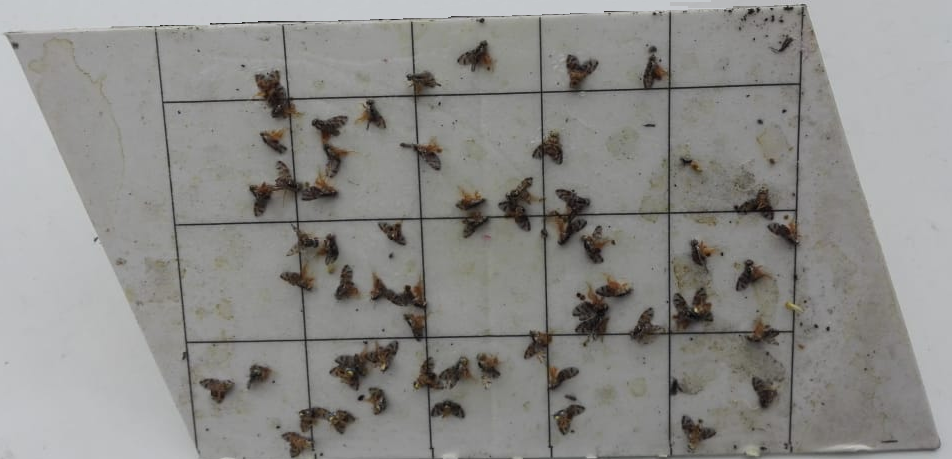 Trampa Jackson y forma de uso