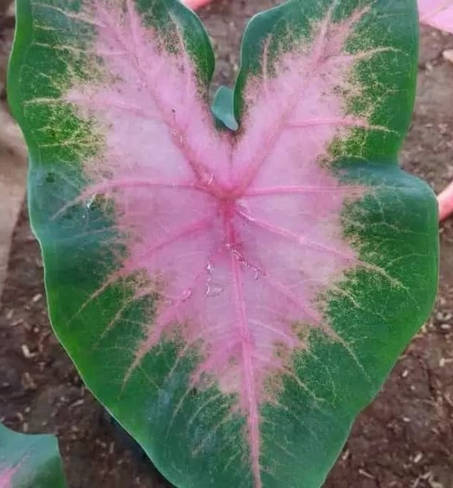 Jenis-jenis Tanaman Hias Caladium Dari Termurah Sampai Termahal