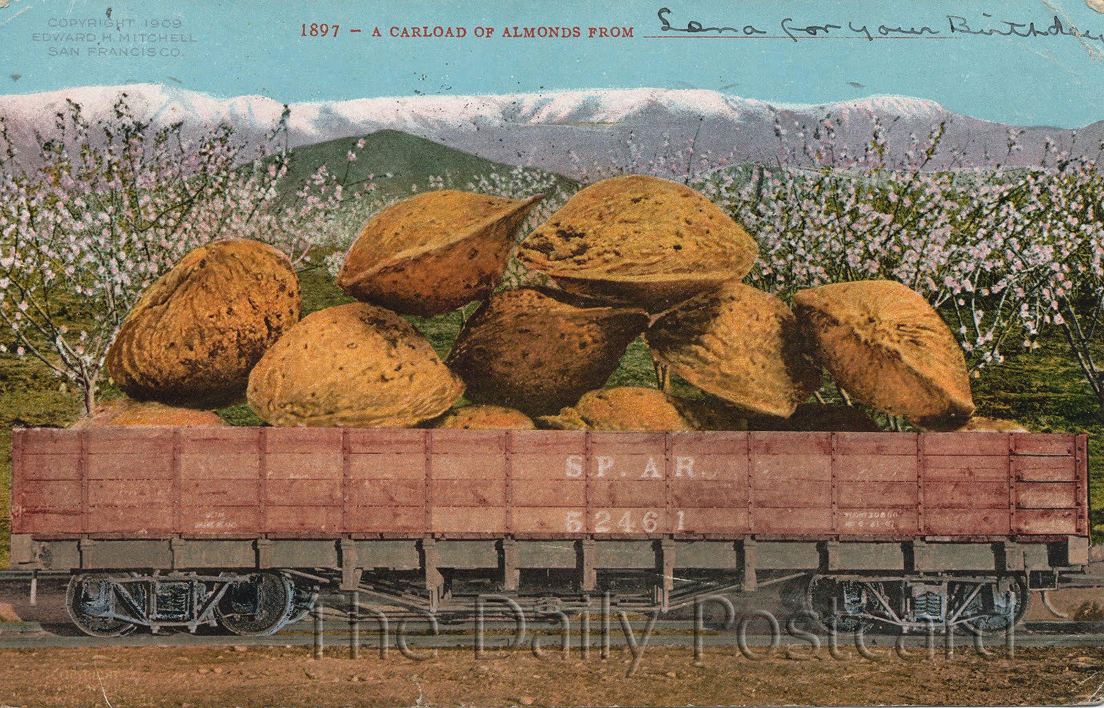 The Daily Postcard: Giant Almonds