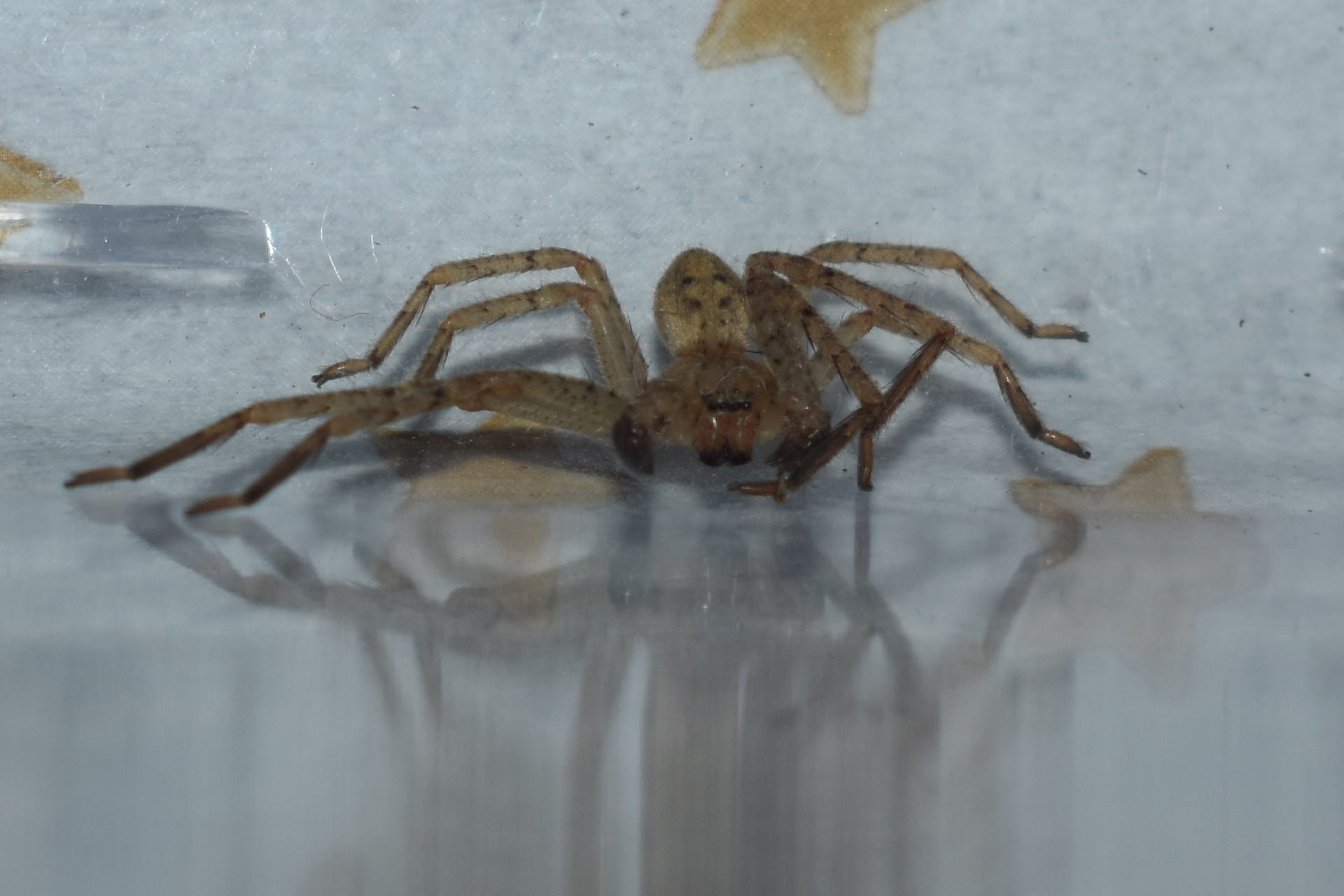 ZOOTOGRAFIANDO (6.096 ANIMALS): ARAÑA CAZADORA MEDITERRÁNEA ...