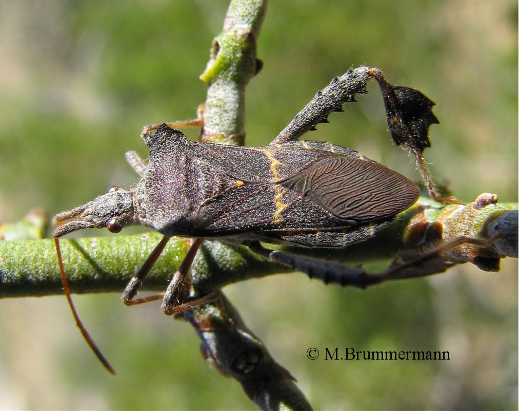 Arizona: Beetles, Bugs, Birds and more: A new True Bug species for our ...