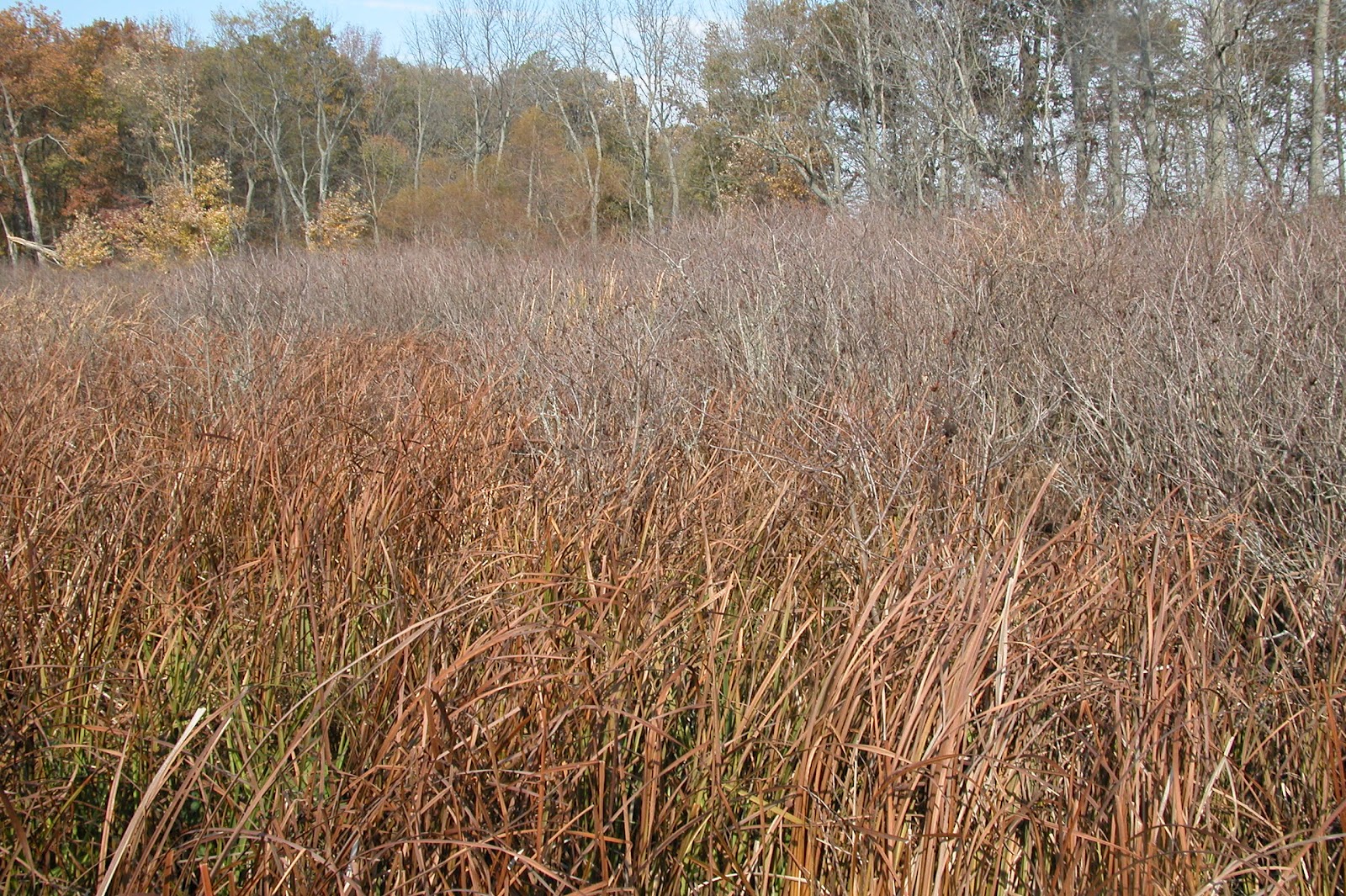 Calamus Swamp Biodiversity
