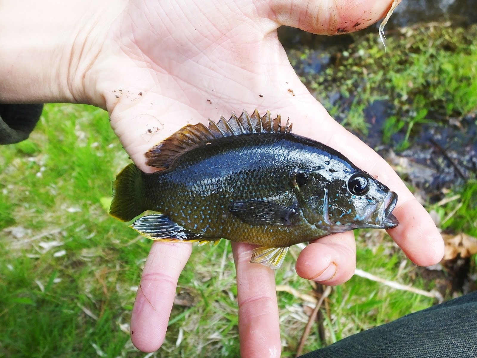 Connecticut Fly Angler: Identifying CT's Sunfishes