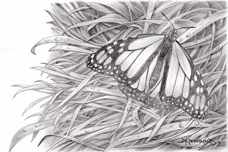Butterfly Drawings | LIFE NEEDS ART