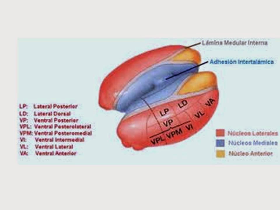 Blog de evidencias de fisiologia Medica de Bryanda Eriacema Higuera ...