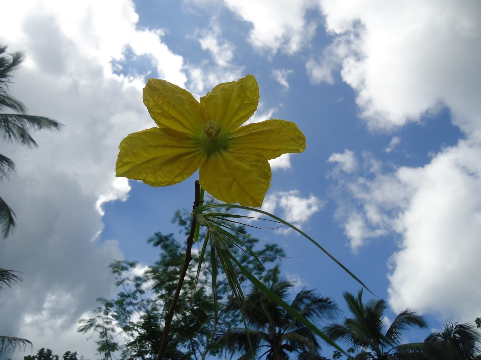 Bunga Labu Kuning di Bukit Menoreh - Rumah Daun Muda