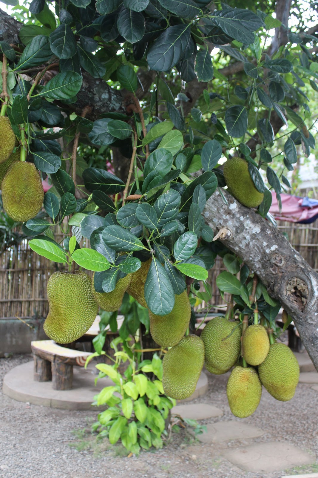 The Monster Fruit Jackfruit