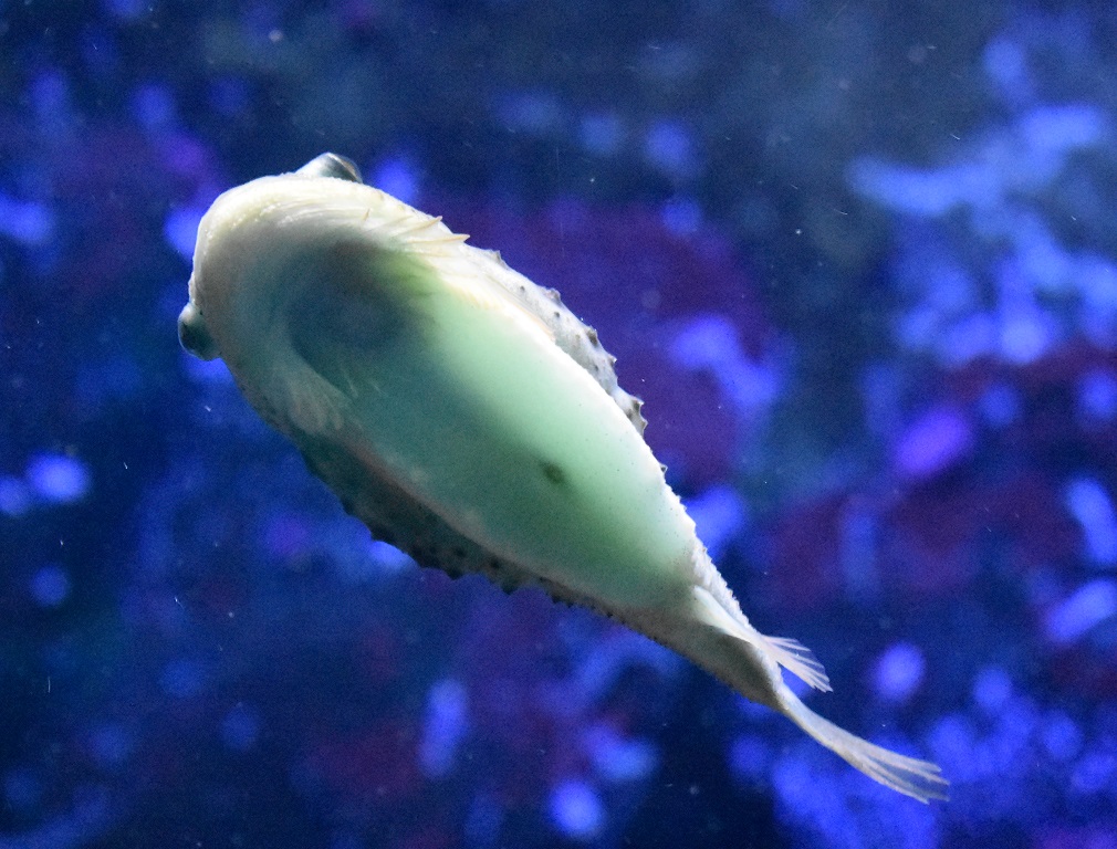 ZOOTOGRAFIANDO (6.100 ANIMALS): LUMPO / LUMPFISH (Cyclopterus lumpus)