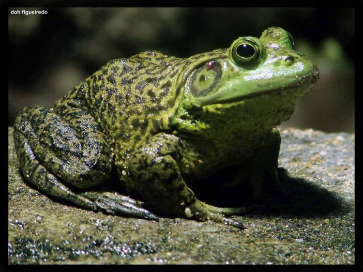 Anfíbios: Exemplo de anfíbios