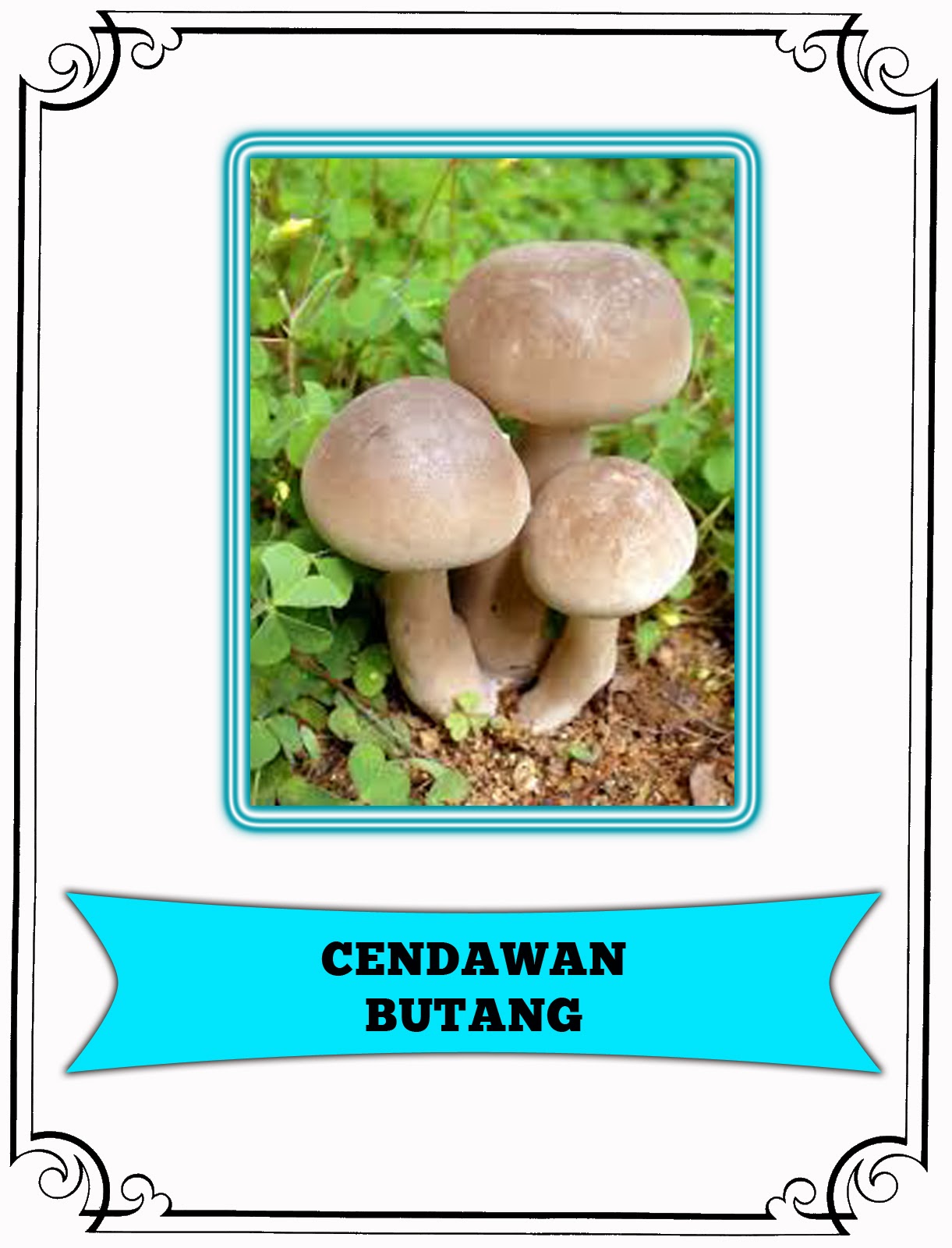 Panitia Sains Al-Amin Bangi: 7 Jenis Cendawan di Malaysia