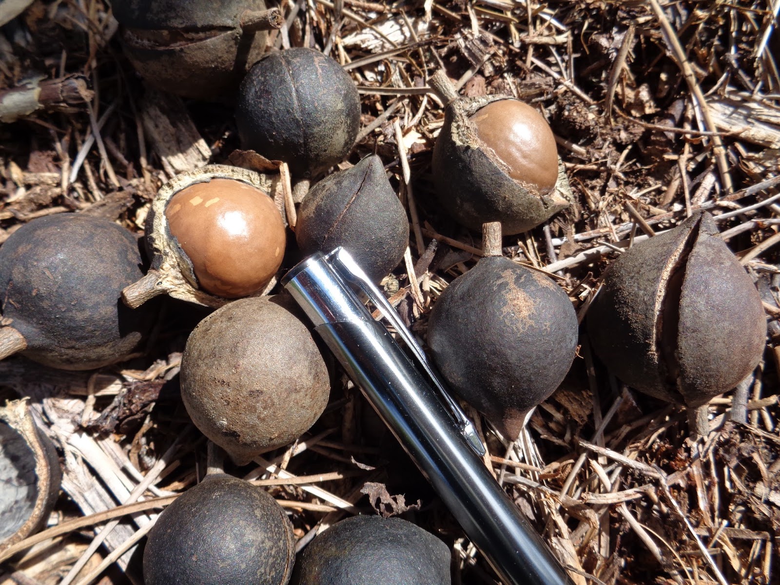 University of Florida/IFAS Charlotte County Extension: We are just nuts ...