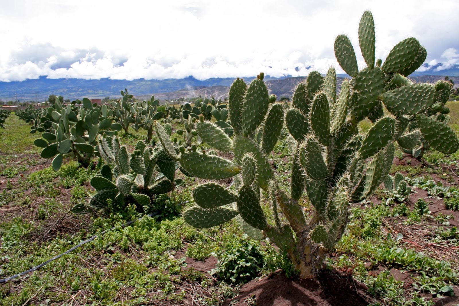 ANPP Animales y Plantas de Perú: Tuna - Opuntia ficus-indica