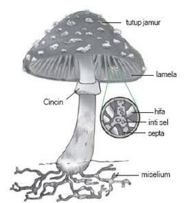Jamur | BIOLOGI