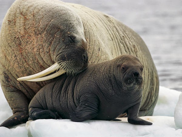 No Mar Profundo: Morsa