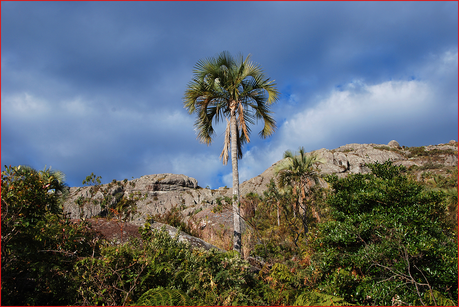 Alberi e dintorni: Ravenea glauca