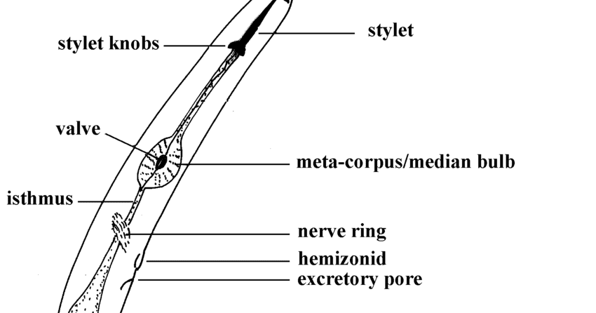 Plant Nematology and Entomology: Morphology and Anatomy of Nematodes