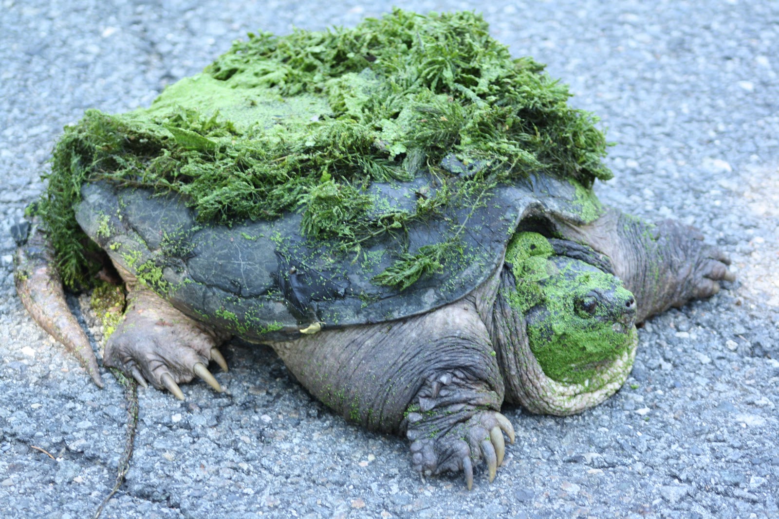 Laura Brownlee's Natural Expressions: "Aaarrrgh! A Prehistoric Swamp ...