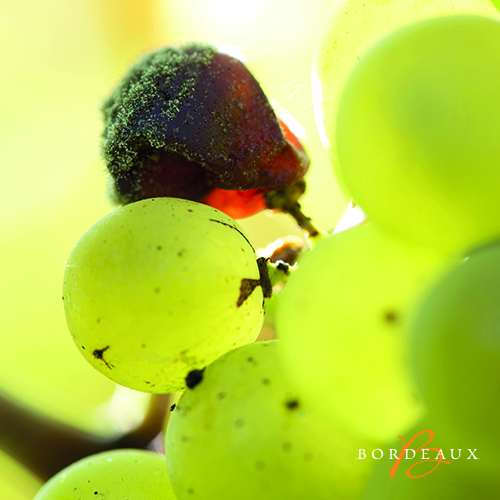 Vino Travels ~ An Italian Wine Blog: A Look into the Sweeter Side of ...