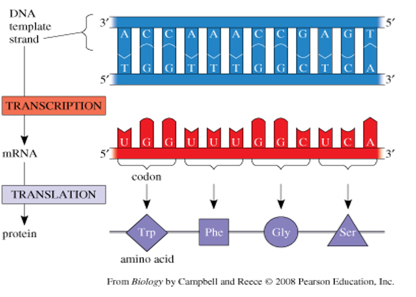 Wety Yuningsih: Sintesis Protein Kelas 12 IPA/IPS LM