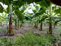 Catatan kecilku: Belajar dari tanaman pisang