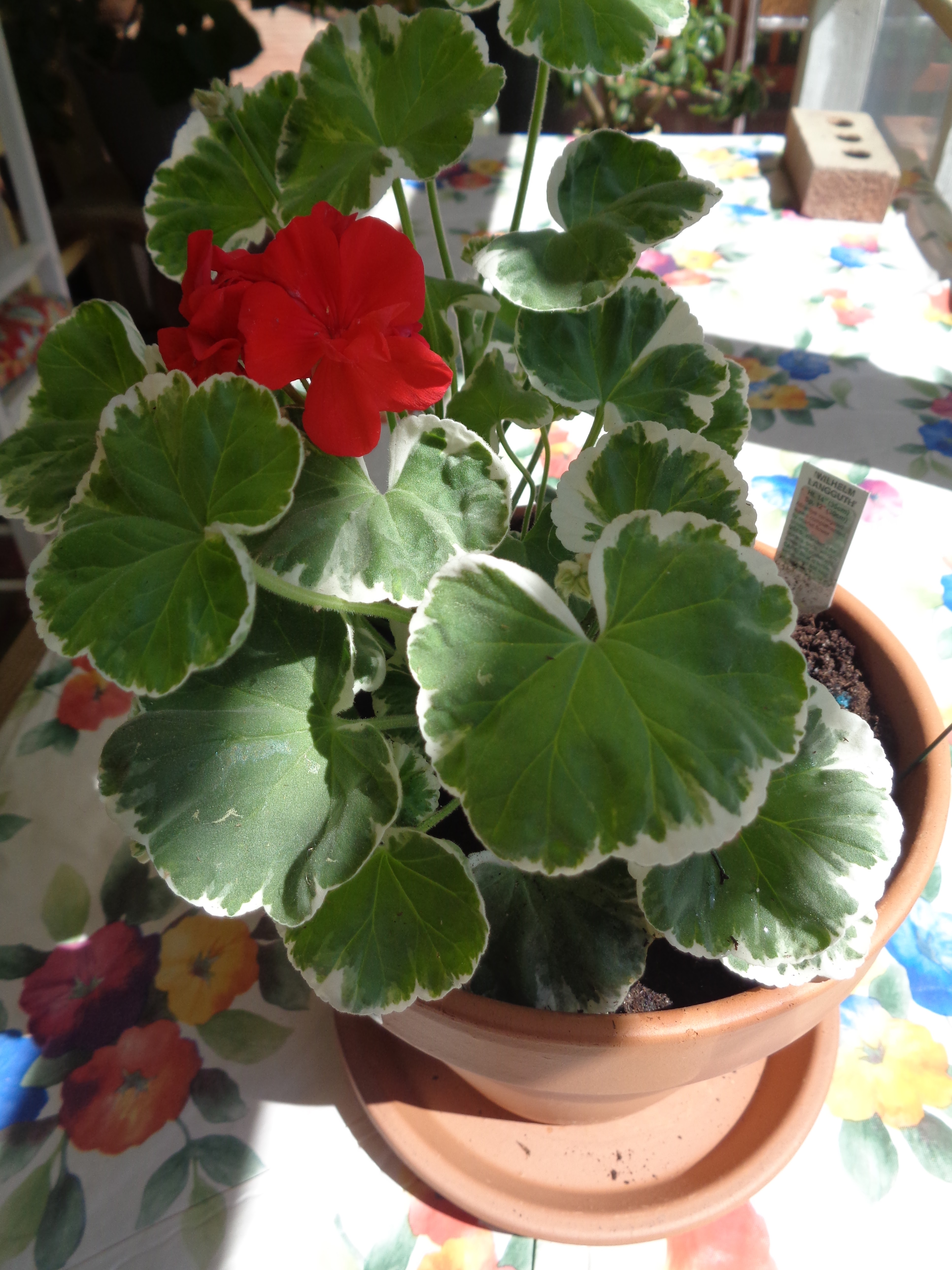 Ephemeral Whimsy: Geranium (Wilhelm Langguth) ~~ April 2021