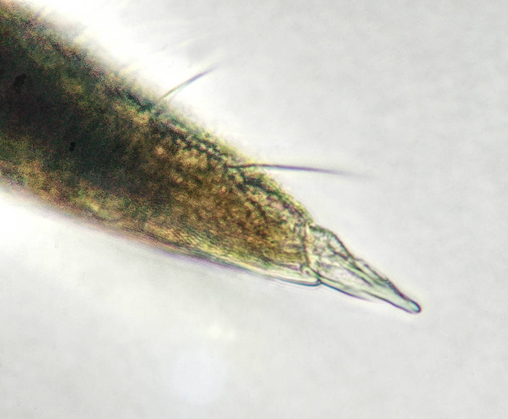 AJC Springtails: Order Poduromorpha