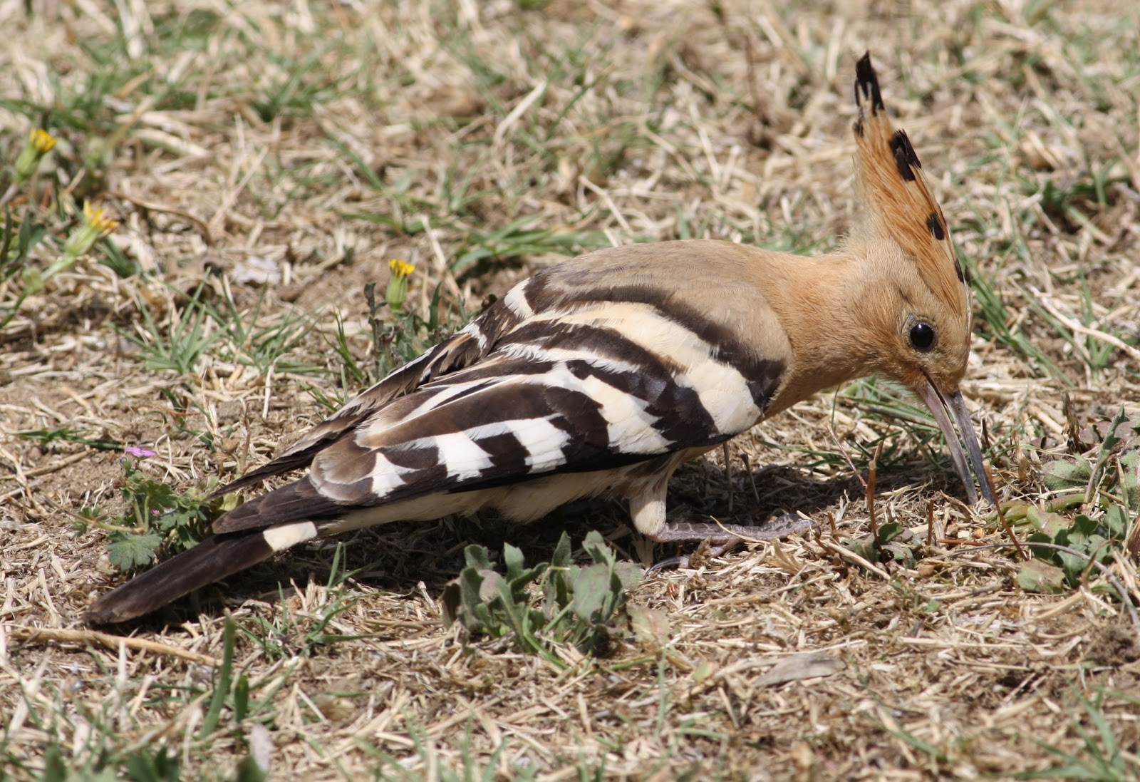 Green Wood Ringer: Birds of Extremadura, Spain VIII
