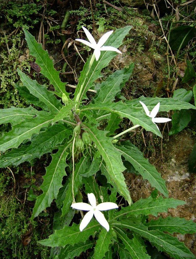 Manfaat Bunga dan Daun Korejat untuk Pengobatan Alami | Inpop