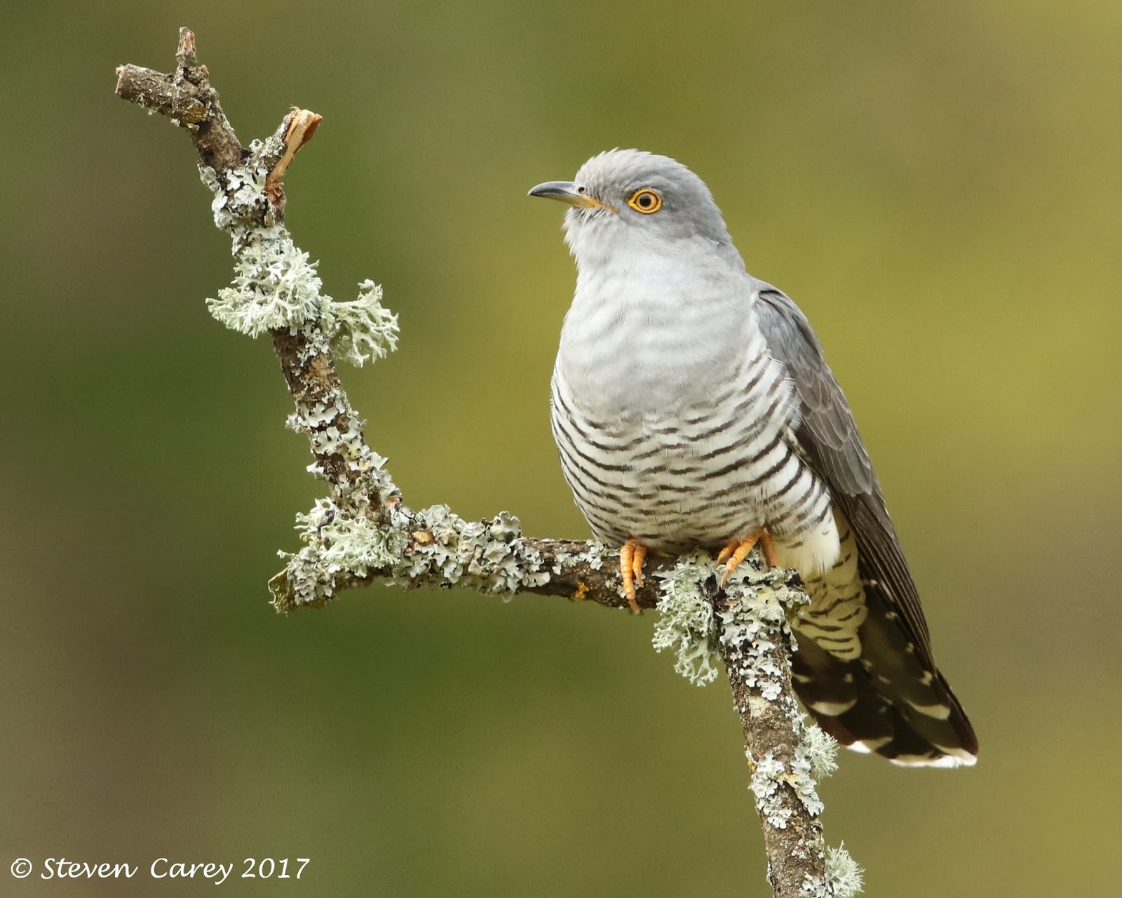 Steve Carey Bird Photography: Cuckoo (Cuculus canorus)