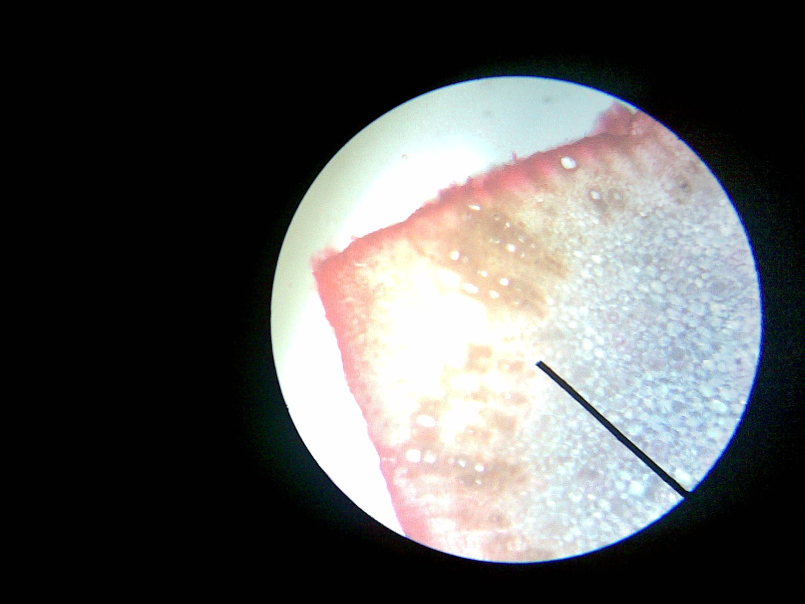 Cahaya Kehidupan: LAPORAN PRAKTIKUM ANATOMI TUMBUHAN I