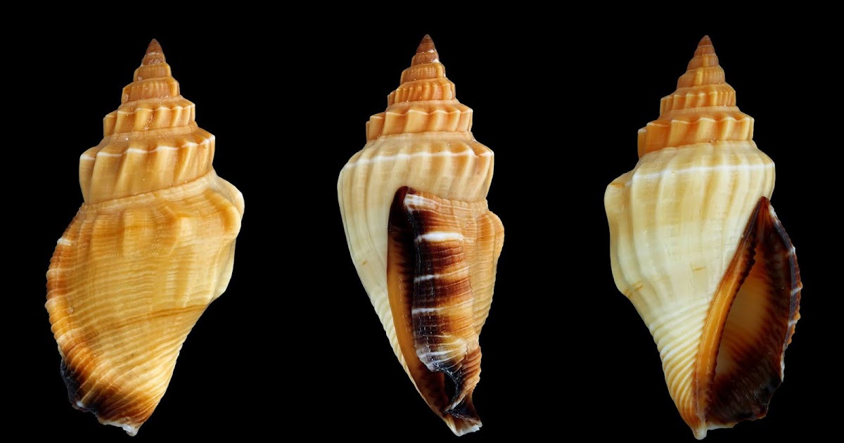 Variety of Life: Strombidae