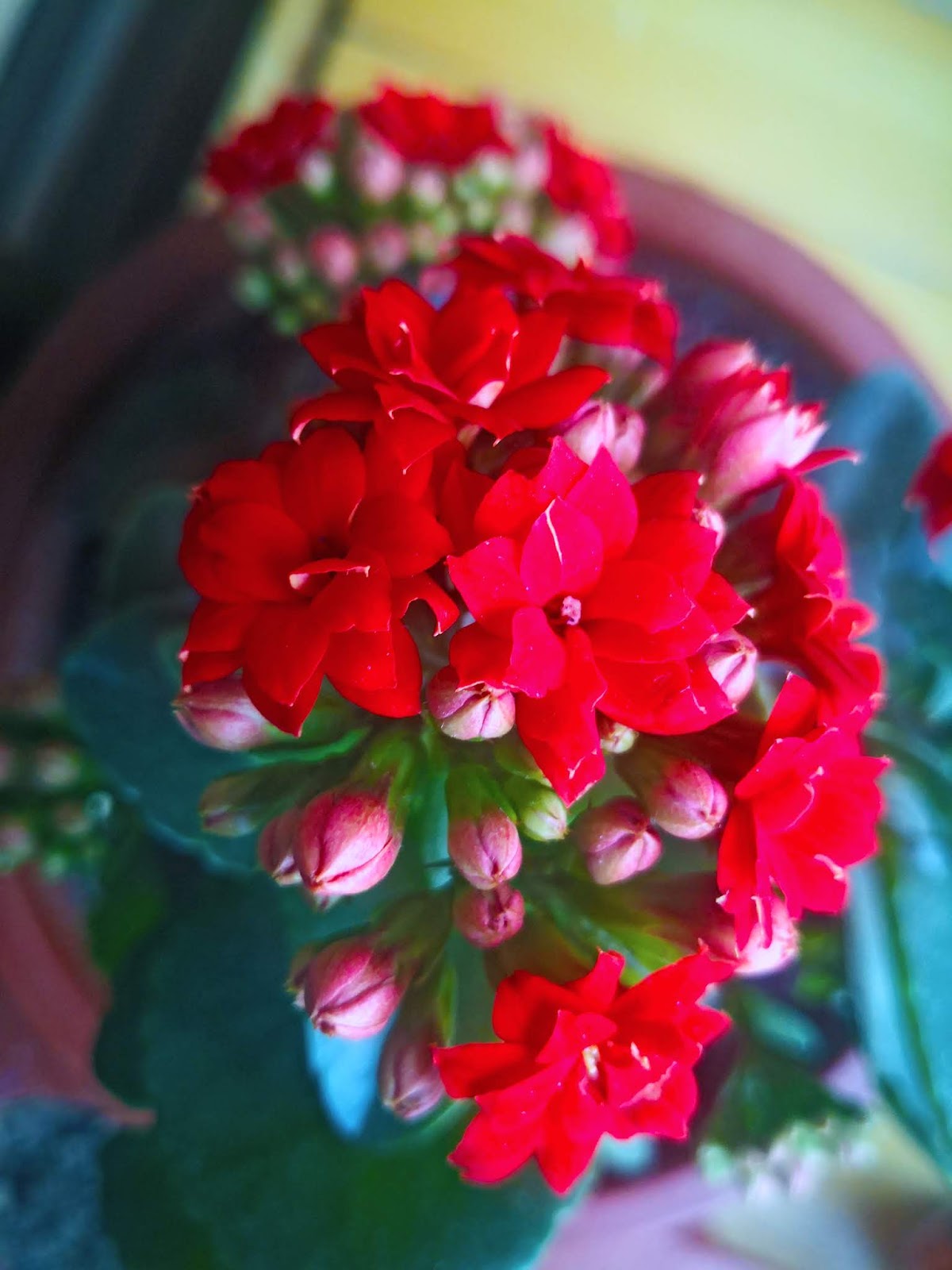 Longevity flower, many pink and red small flowers, very beautiful and ...