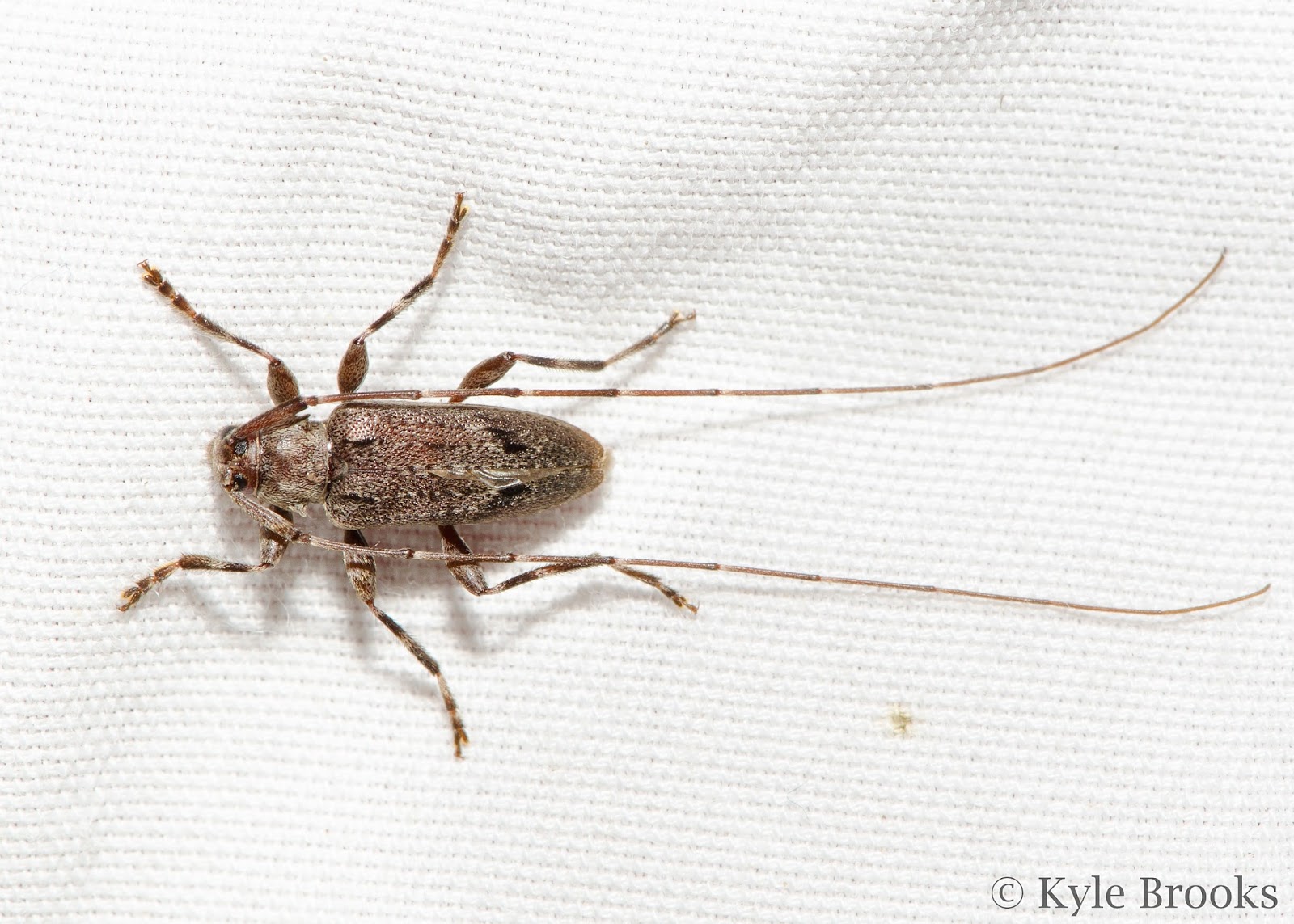 On the Subject of Nature: An Assortment of Beetles