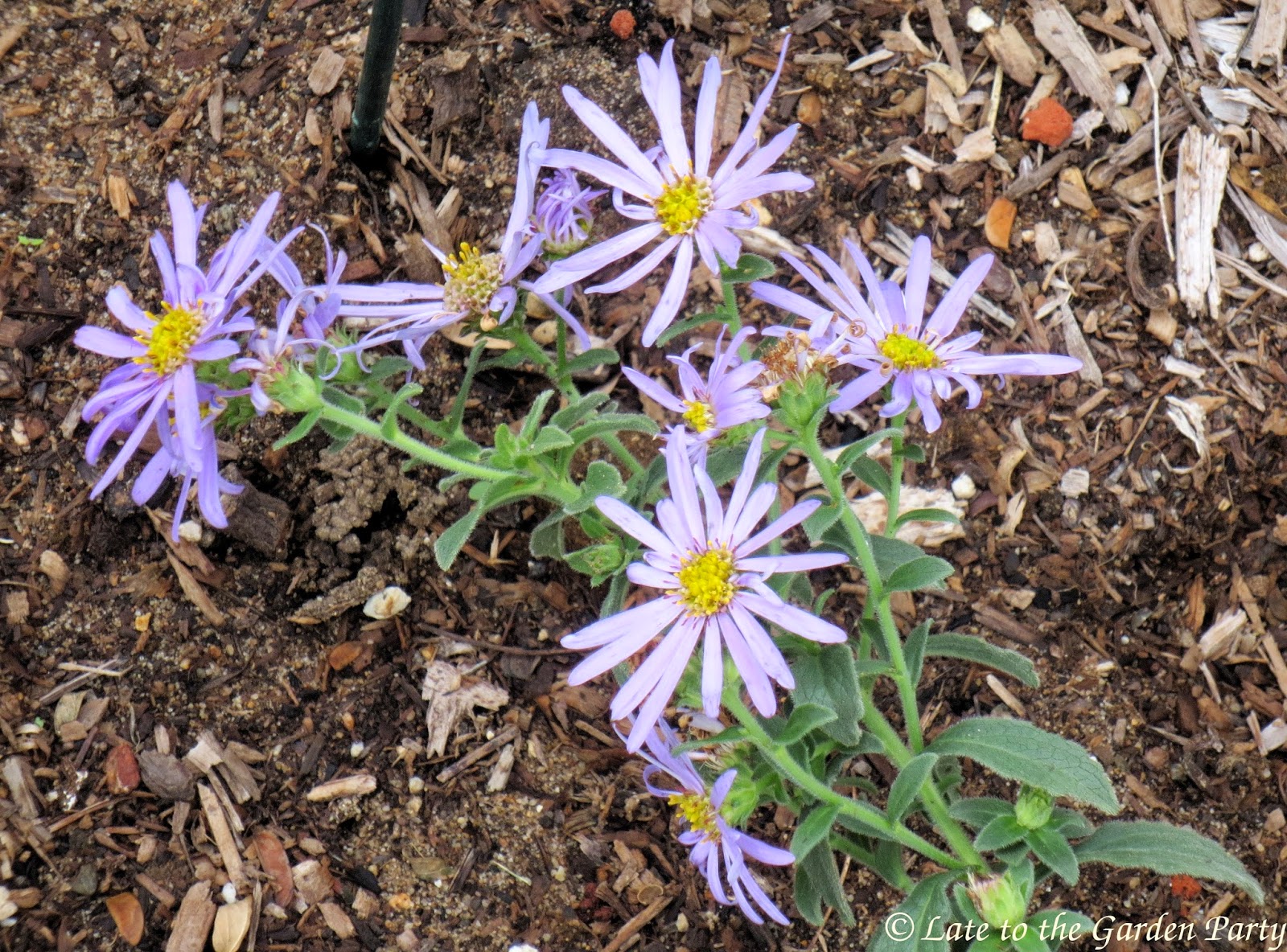 Late to the Garden Party: Bloom Day - November 2014