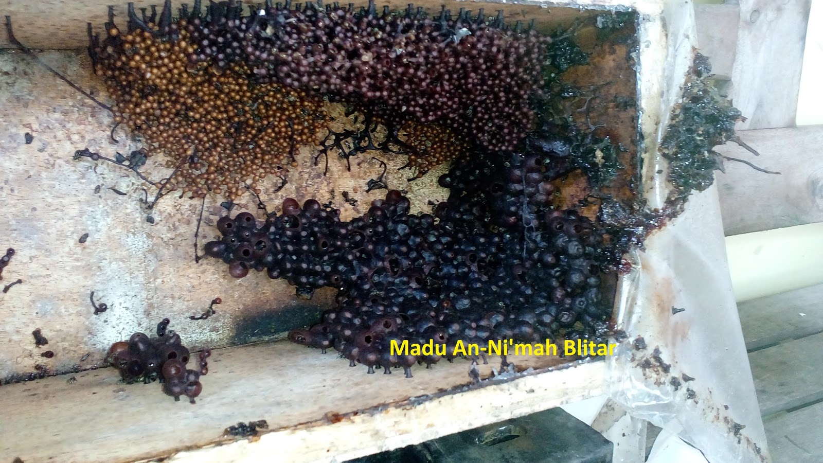 Madu An-Nikmah: Panen Madu Lanceng